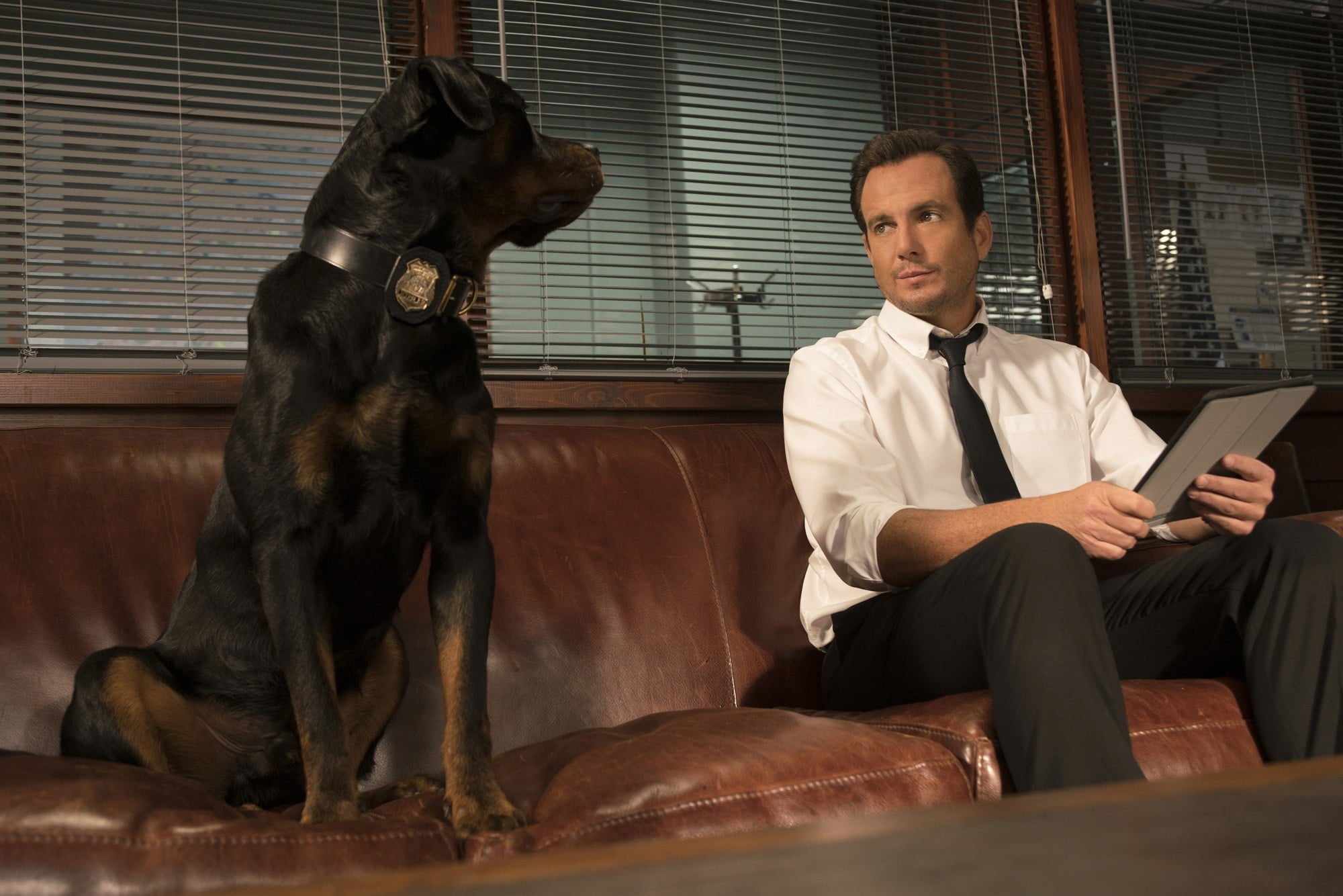 Review: Show Dogs | The GATE